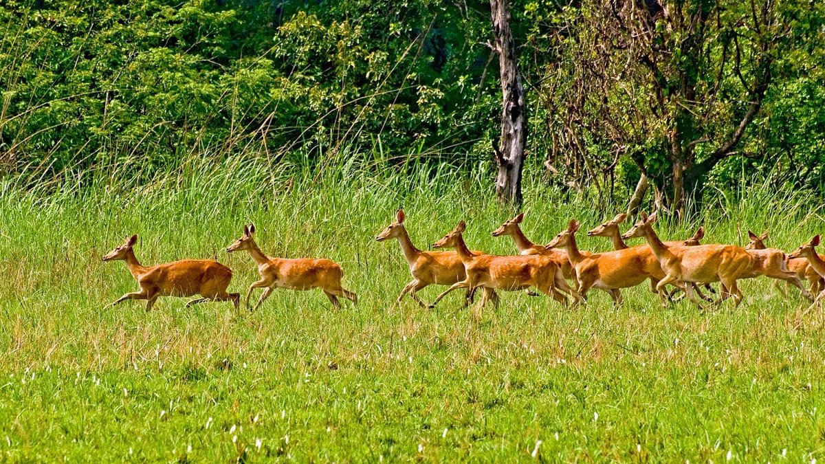 Jungle Safari in Nepal: A Thrilling Adventure with Wildlife and Culture